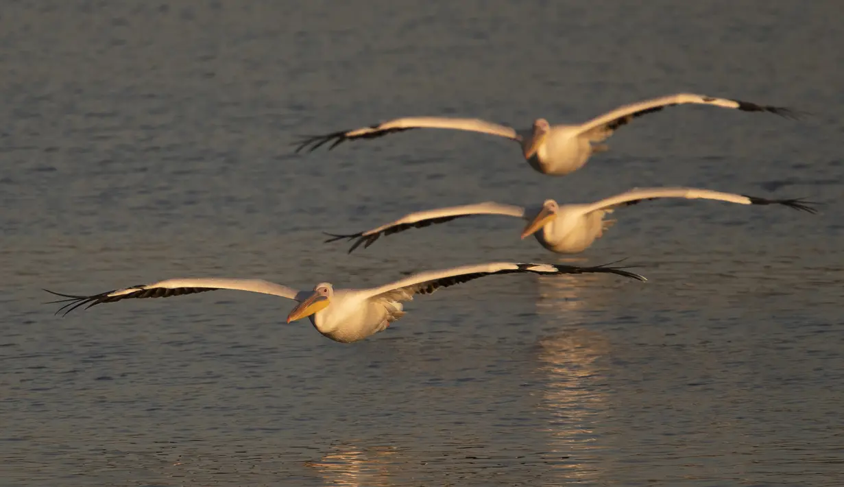 FOTO: Ribuan Pelikan Mencari Ikan di Waduk Mishmar HaSharon Israel ...