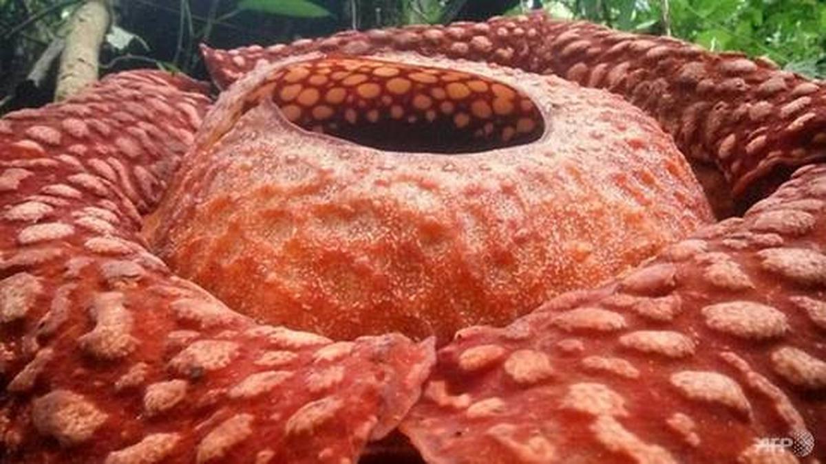 Bunga Rafflesia Terbesar yang Tumbuh di Indonesia jadi Sorotan Dunia ...
