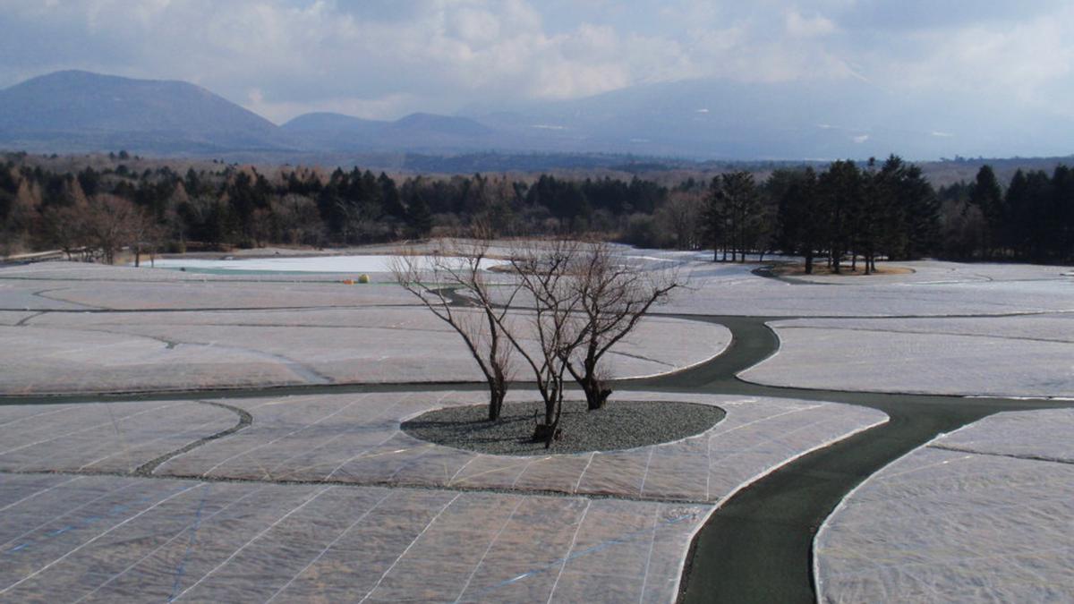 Cantiknya Hamparan Ladang Bunga Pink di Jepang Ini