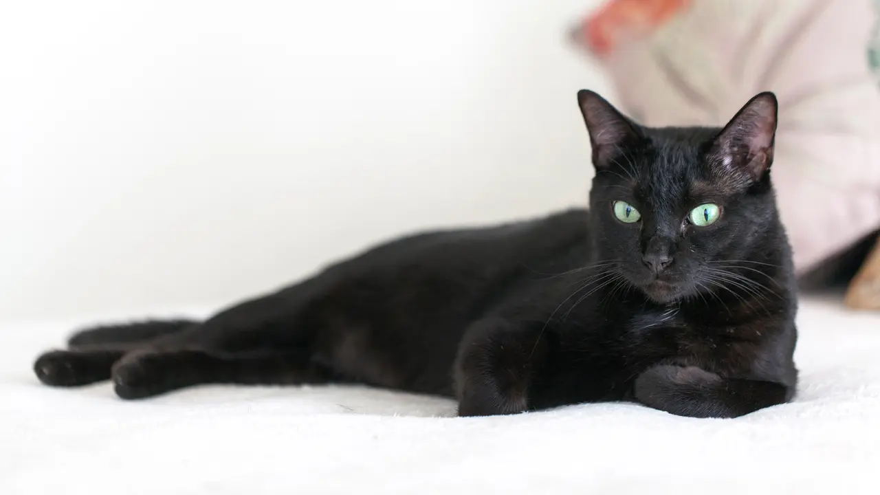 6 Mitos Kucing Hitam, Pembawa Keberuntungan atau Kesialan? - Regional ...