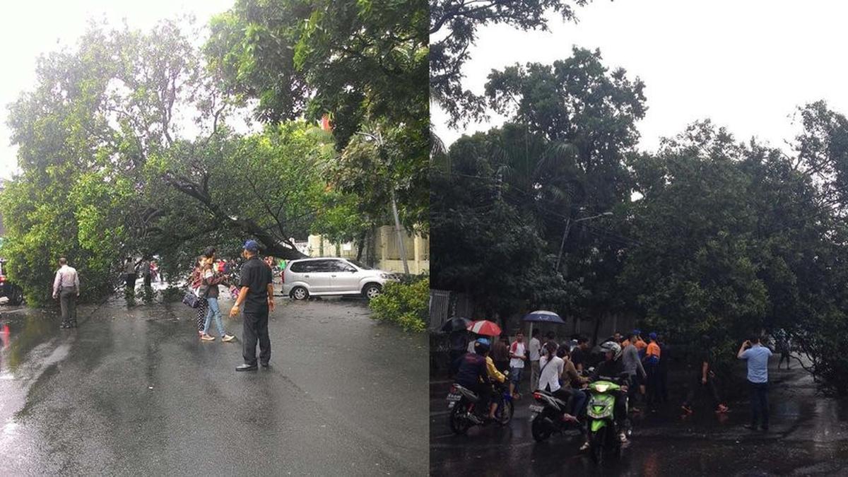Hujan deras akibatkan pohon tumbang dan timpa mobil di Bulungan ...