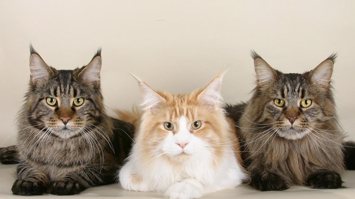 6 Ras Kucing Terbaik untuk Jadi Peliharaan Pertama di Rumah - Hot ...