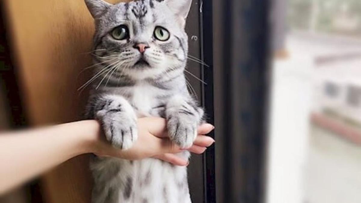 Baru Pelihara Kucing, Ini 5 Hal yang Paling Bikin Anabul Takut dan ...