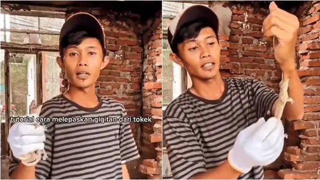 Viral Video Cara Melepas Gigitan Tokek yang Benar, Ngilu tapi Ampuh ...