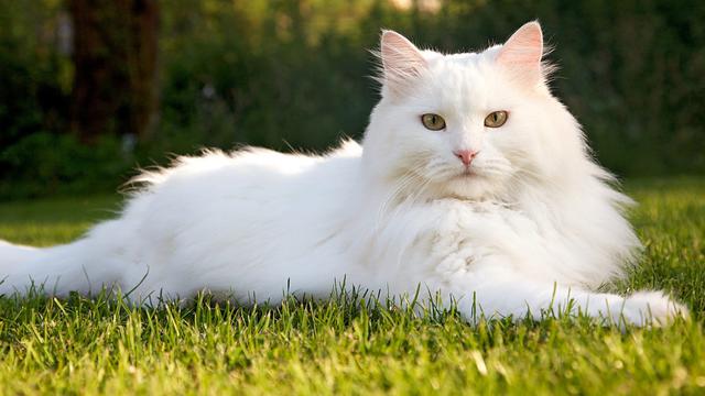 Harganya Fantastis, 18 Ras Kucing Ini Bakal Bikin Kamu Merogoh Kocek ...