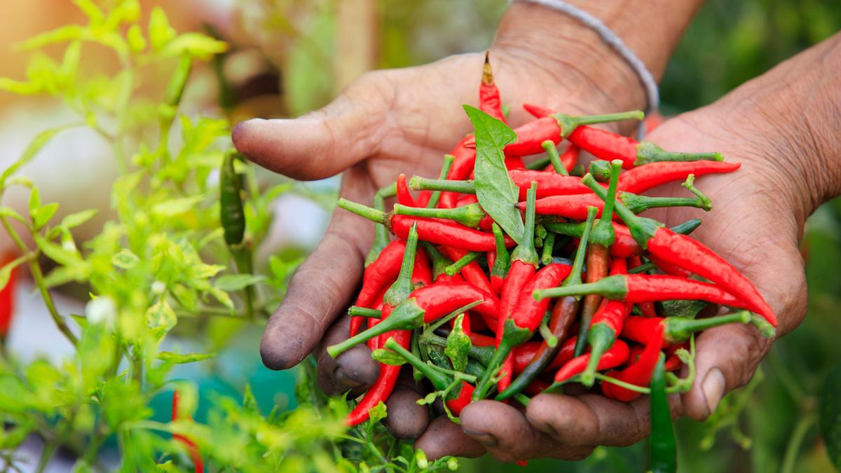 Cara Menyimpan Cabai di Lemari Es Agar Tahan Lama