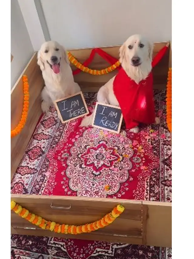 Wanita Beri Kejutan Baby Shower untuk Anjing Peliharaan, Ini 6 Potret ...