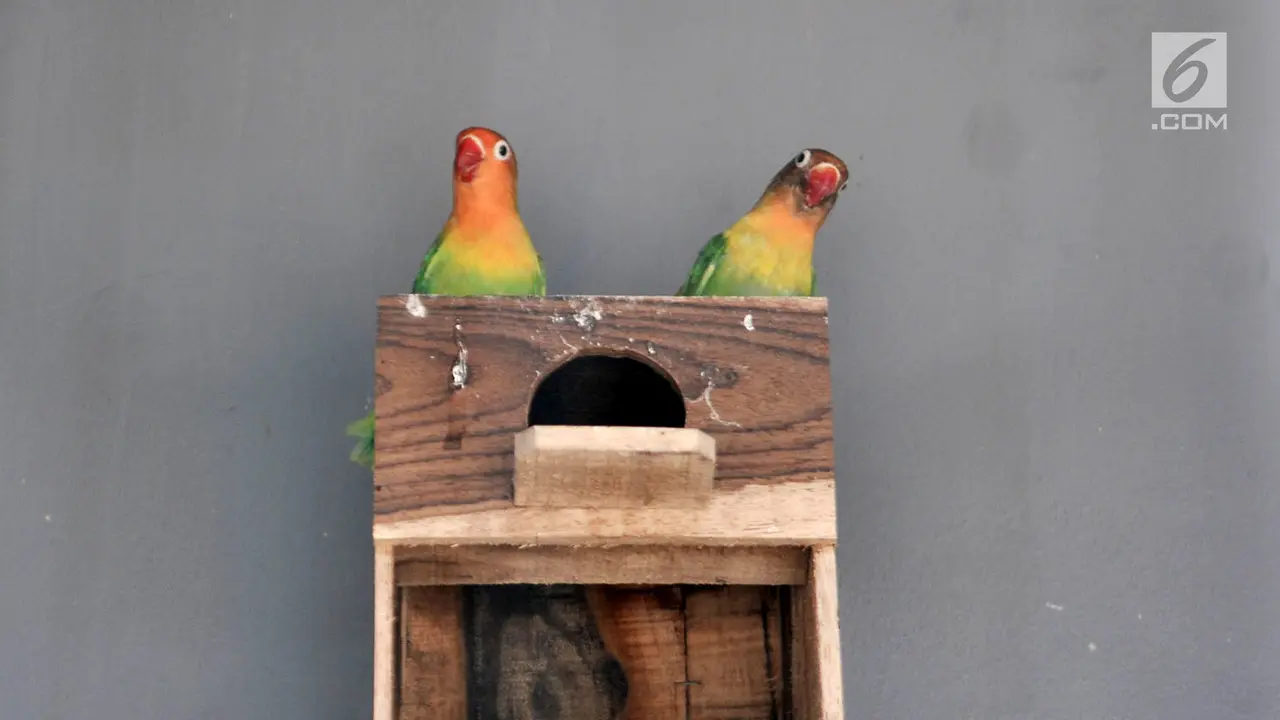 8 Jenis Burung yang Mahal dan Mudah Diternakkan, Jadi Lahan Bisnis ...