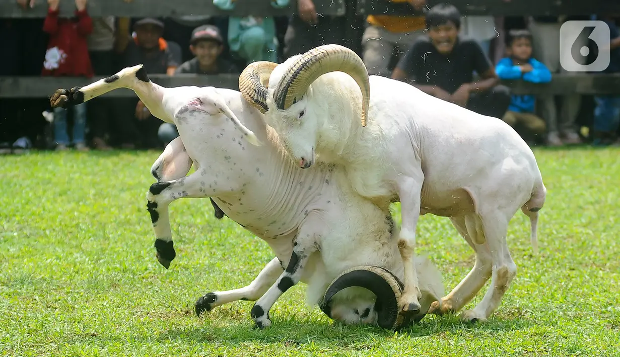 Melihat Keseruan Festival Ternak dan Seni Ketangkasan Domba Garut di Bogor - Foto Liputan6.com