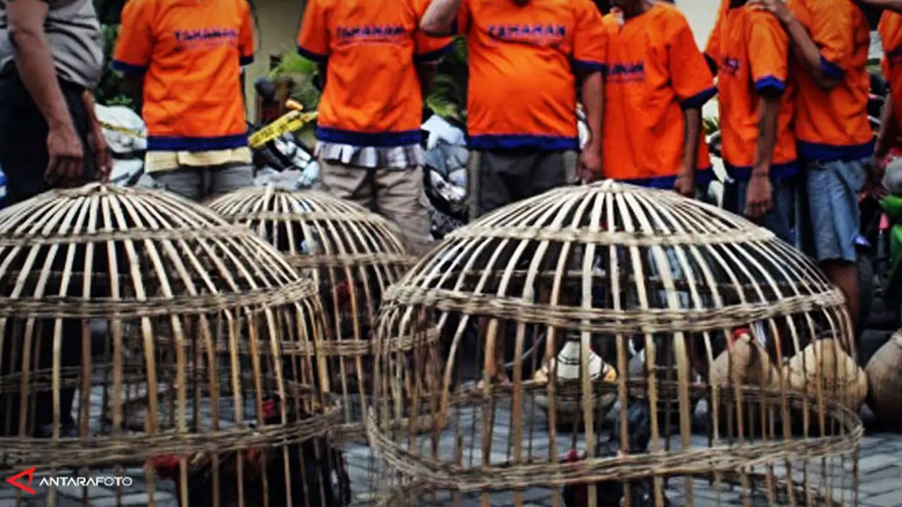 Miris, Rumah Ketua RT Jadi Lokasi Judi Sabung Ayam - News Liputan6.com