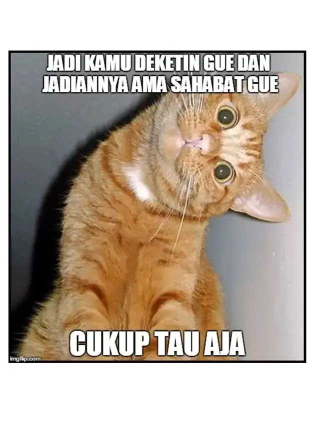 6 Meme Gambar Kucing Ini Bikin Ketawa Lepas, Ubah Sedih Jadi Senyum ...