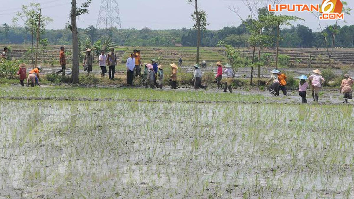 [FOTO] Jokowi Bercengkerama dengan Petani di Pematang Sawah - Foto ...