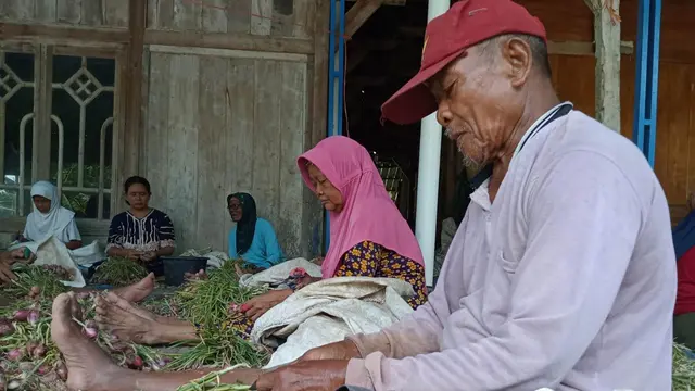 Senjakala Buruh 'Mrotol' Bawang Merah di Demak