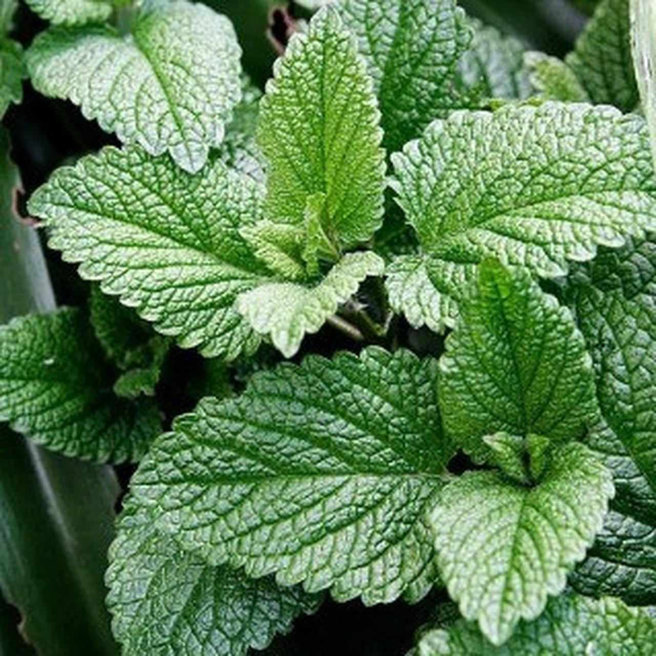 Serupa Tapi Tak Sama, Ini Perbedaan Peppermint dan Spearmint yang Kaya ...