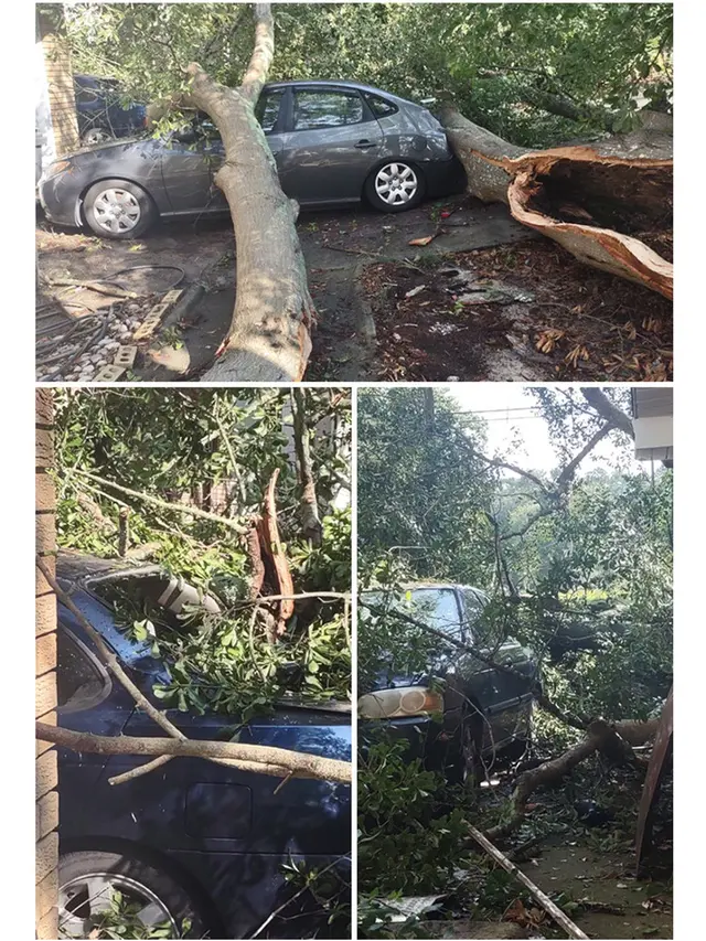 6 Potret Pohon Tumbang Akibat Angin Puting Beliung Ini Ngeri, Hantam ...