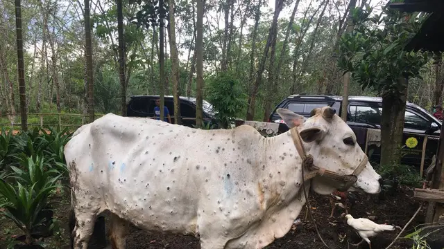 Indonesia Laporkan Penyakit Kulit Lumpy pada Sapi dan Kerbau, Australia ...