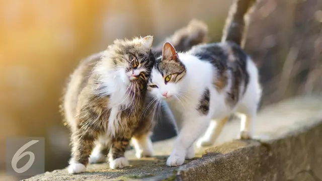 Pencinta Kucing Sudah Tahu? Ini 2 Manfaat Ekor Kucing Sebenarnya ...