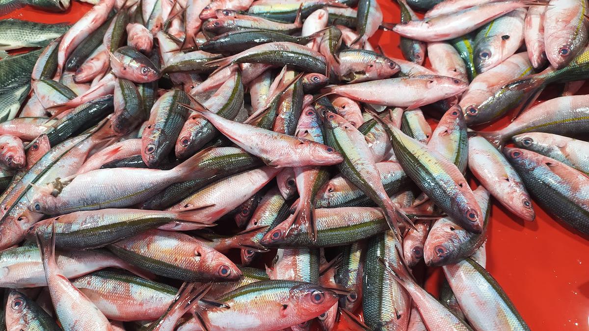 Biang Keladi Kenapa Harga Ikan di Gorontalo Naik Tajam