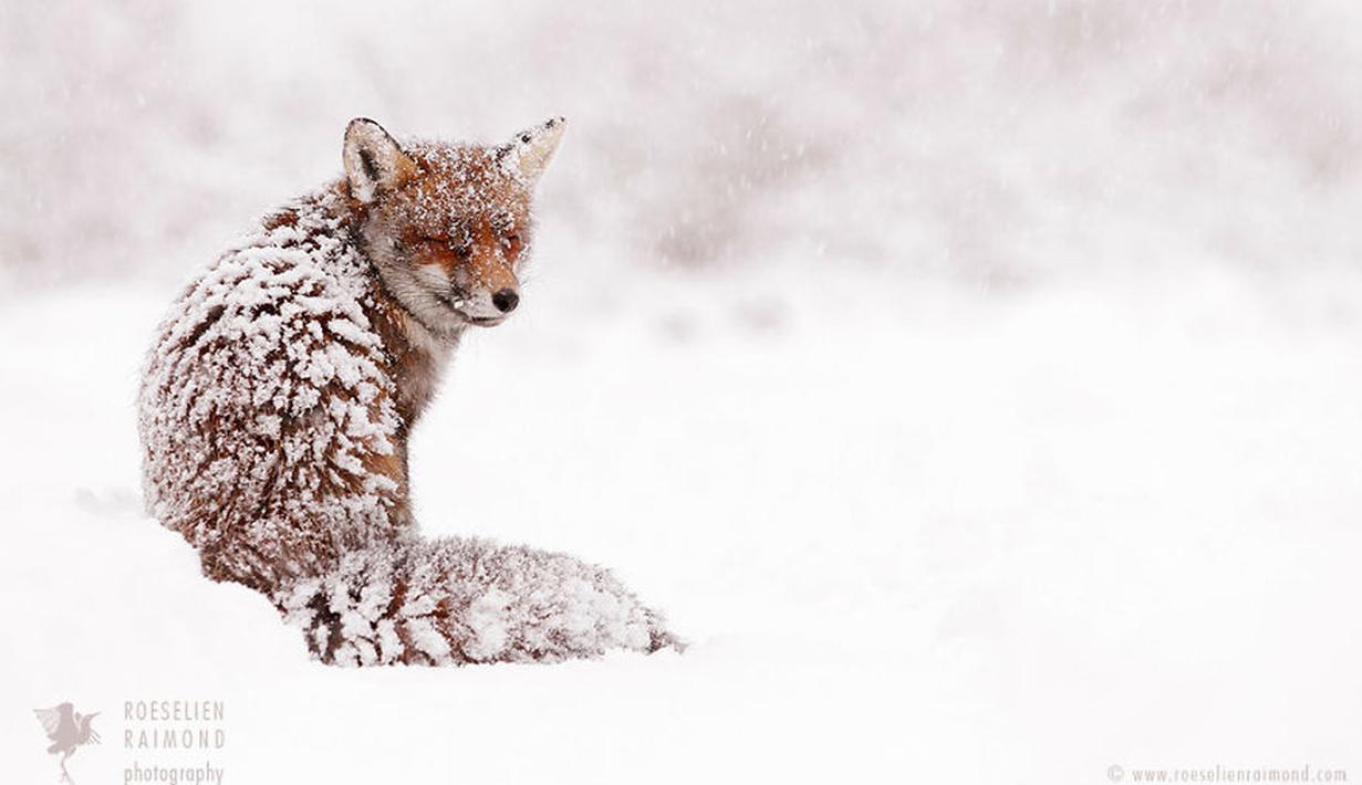 Potret Cute Rubah Liar di Tengah Hamparan Salju Musim Dingin - Photo ...