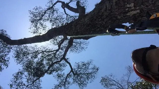 Pohon Tertinggi di Dunia, Ada di Pulau Kalimantan - Citizen6 Liputan6.com