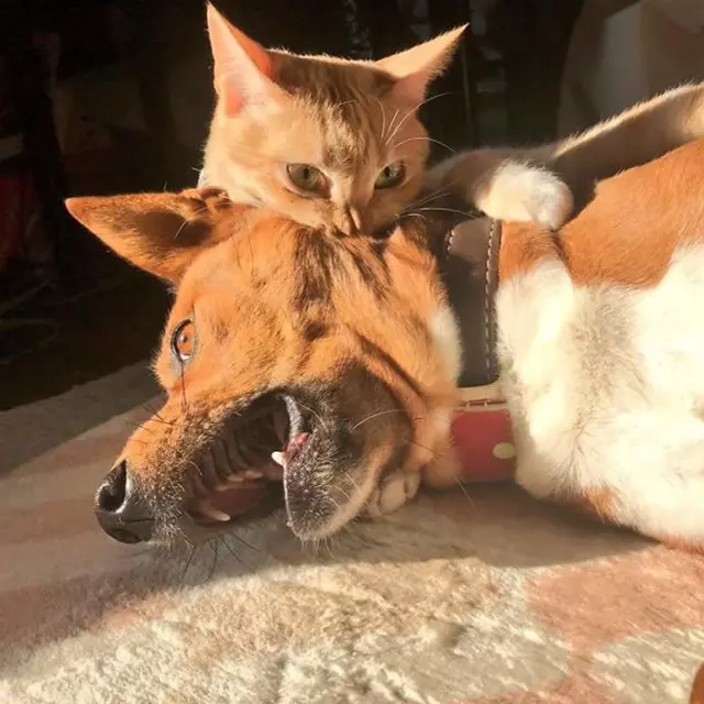 Top 3: Potret Menggemaskan Anjing yang Tunduk dengan Kucing - Citizen6 ...