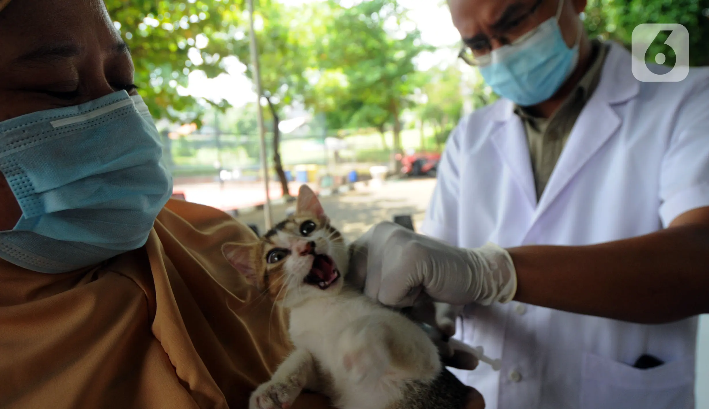 FOTO: Suntik Rabies Gratis untuk Hewan Peliharaan di Jakarta - Foto ...