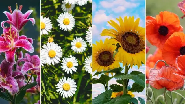 Pilih Satu Bunga Favorit, Jawabannya Ungkap Kepribadian Tersembunyimu ...