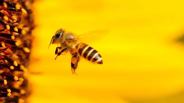 Propolis adalah Getah yang Diproduksi Lebah, Kenali Manfaatnya untuk ...