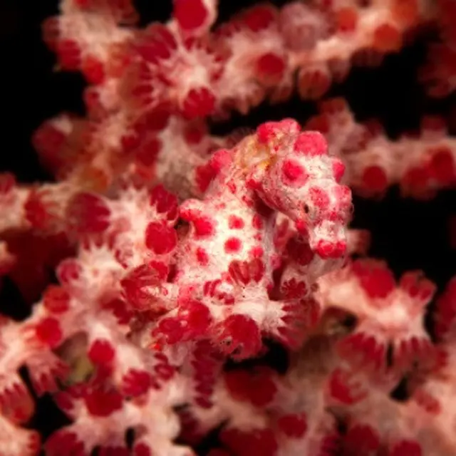 Kamuflase Adalah Teknik Penyamaran, Ini Jenis dan Tekniknya Pada Hewan ...