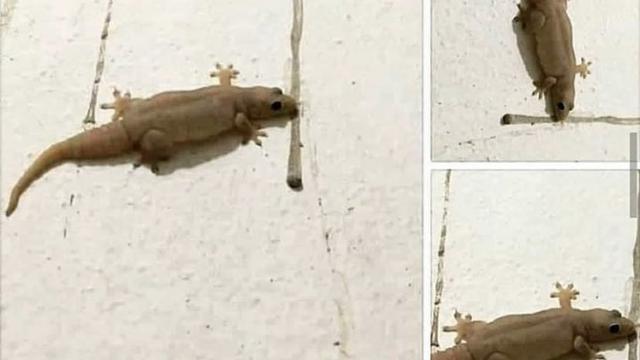 8 Penampakan Absurd Cicak di Dinding Ini Bikin Merinding