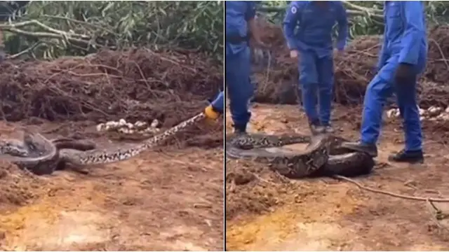 Momen Menegangkan Ular Seberat 59 Kg dengan 70 Butir Telur Ditangkap ...