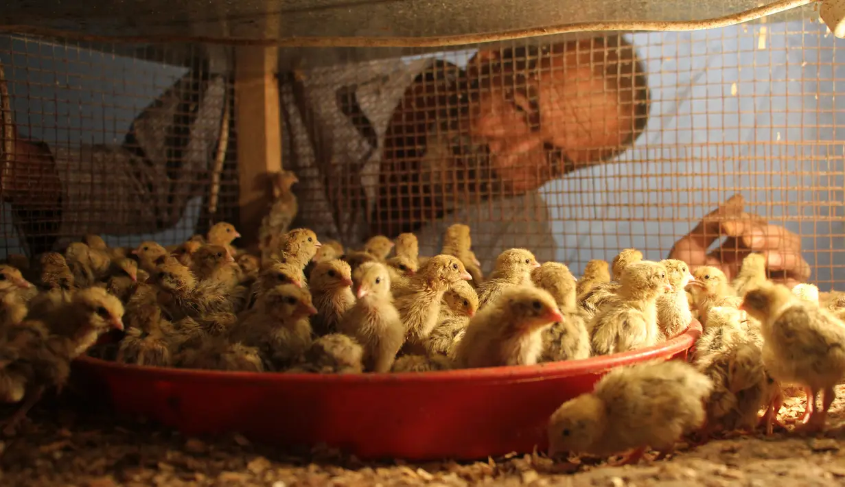 FOTO: Pandemi COVID-19, Permintaan Daging Burung Puyuh Meningkat di ...