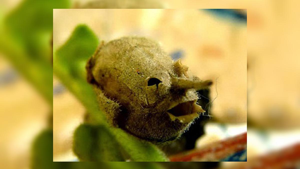 Bunga Mengerikan Snapdragon Ini Mirip Tengkorak - Citizen6 Liputan6.com