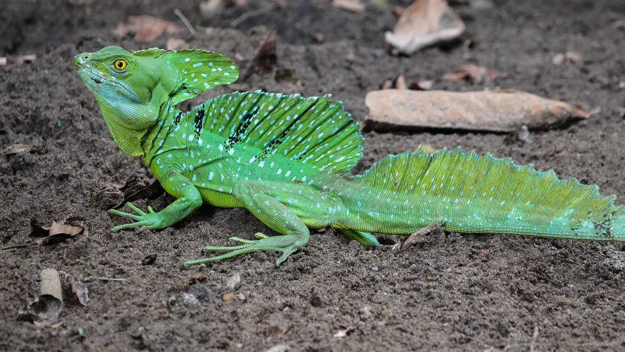 Fakta Kadal Basilisk, Si Pelari Cepat di Permukaan Air - Citizen6 ...