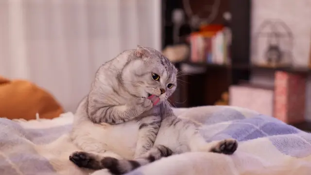 Kucing-Kucing Imut dan Bikin Gemes, Cocok Banget Jadi Peliharaan ...