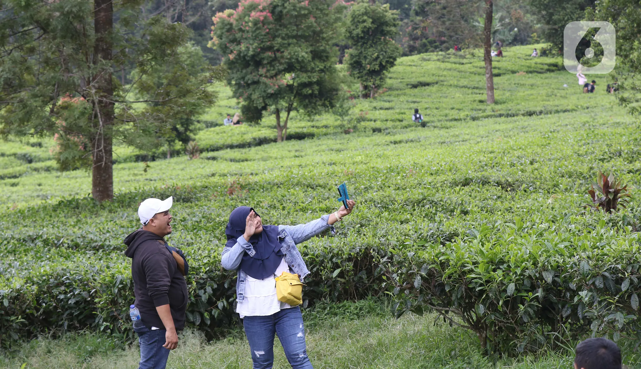 FOTO: Libur Panjang Akhir Pekan, Warga Berwisata di Kawasan Kebun Teh ...