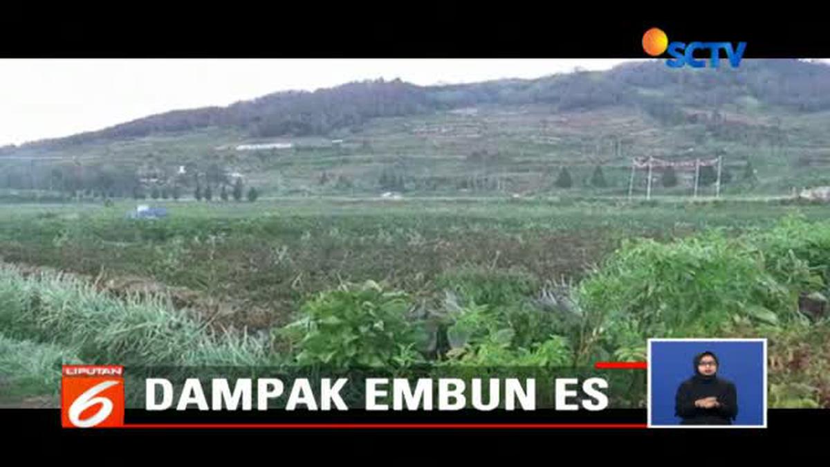 Cara Petani Dieng Selamatkan Tanaman Kentang dari Embun Es