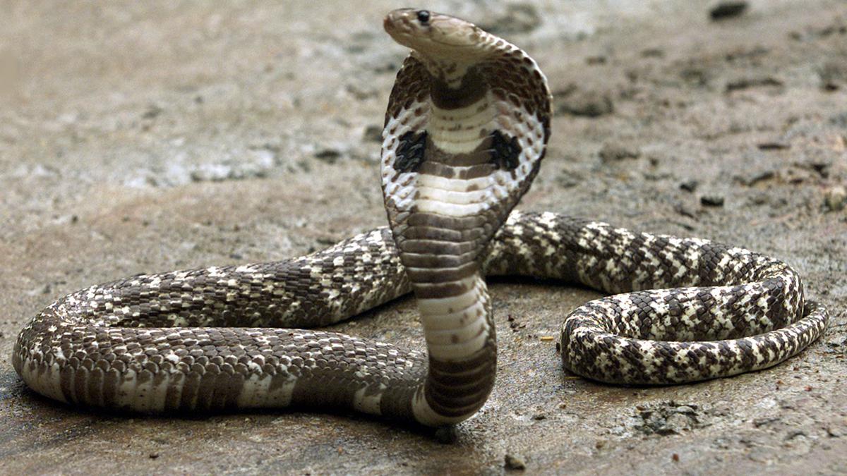 5 Fakta tentang King Kobra