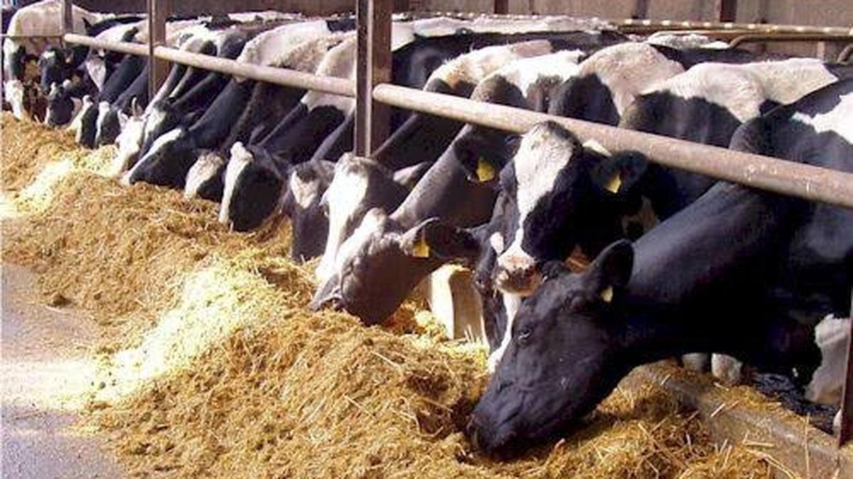 Jelang Lebaran 2023, Great Giant Livestock Siapkan 10.000 Ekor Sapi ...