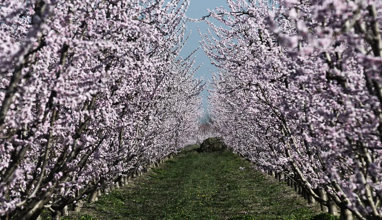FOTO: Musim Mekar Bunga Persik Sulap Desa di Yunani Jadi Lautan Pink ...