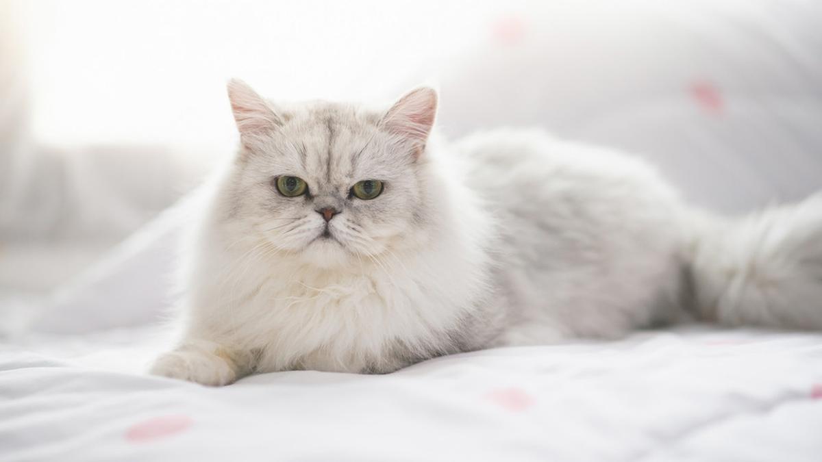 Bantu Kucing Tua Hidup Lebih Baik, Rutin Merawat Bulu dan Periksa ke ...