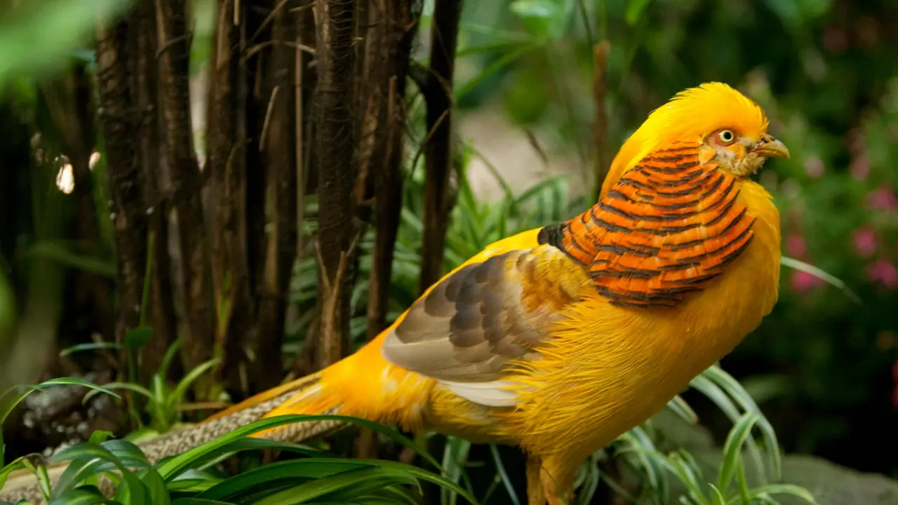 Keindahan dalam Sayap, Ini 32 Burung dengan Warna Paling Menakjubkan di ...