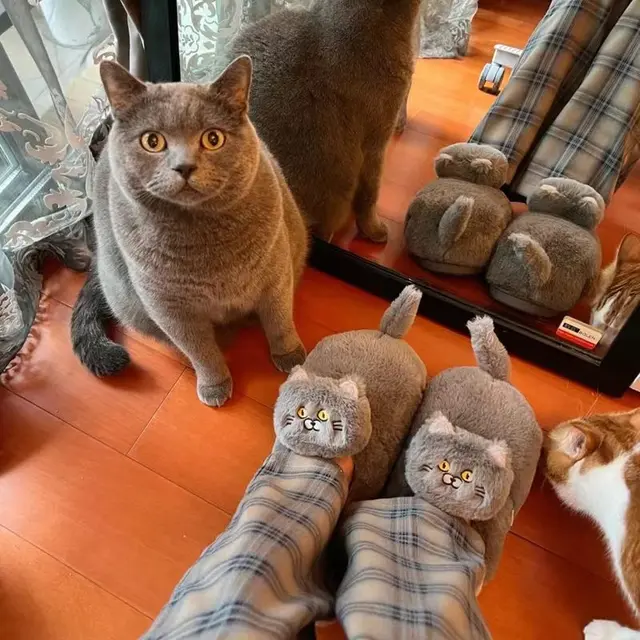 7 Ekspresi Gemas Kucing Ketakutan Ini Lucu Banget, Sampai Dipeluk ...