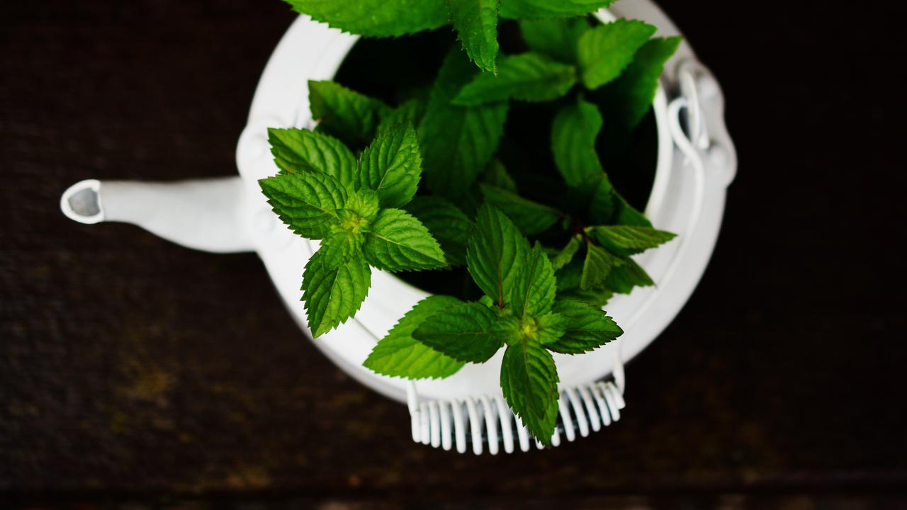 Serupa Tapi Tak Sama, Ini Perbedaan Peppermint dan Spearmint yang Kaya ...