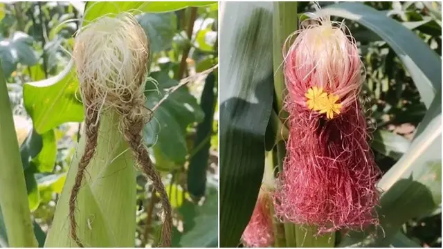 Ini Jadinya Kalau Rambut Jagung Ditata Layaknya Manusia, 6 Hasilnya ...