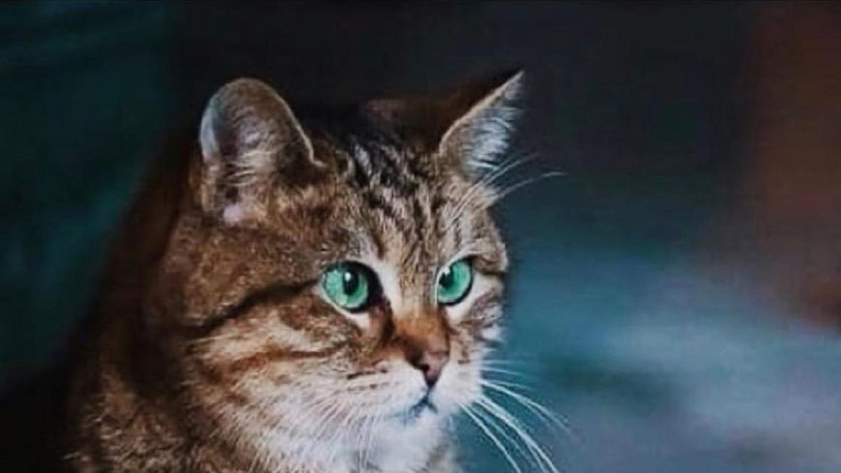 Mengenal Kucing Gli yang Tinggal di Hagia Sophia - Lifestyle Liputan6.com
