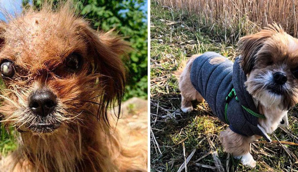 Potret Before After Anjing yang Diadopsi Ini Bikin Terenyuh - Photo ...