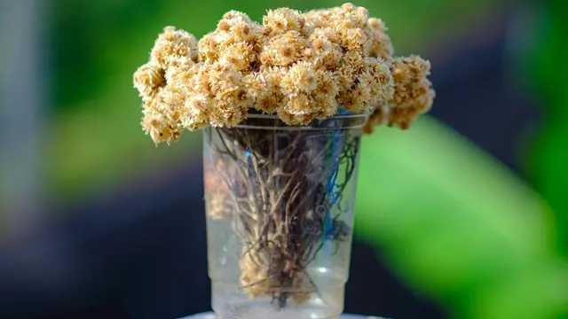 Arti Mitos Bunga Edelweis yang Perlu Diketahui - Ragam Bola.com