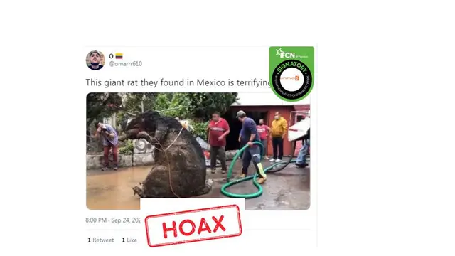 Cek Fakta: Hoaks Tikus Raksasa Ditemukan di Meksiko - Cek Fakta ...