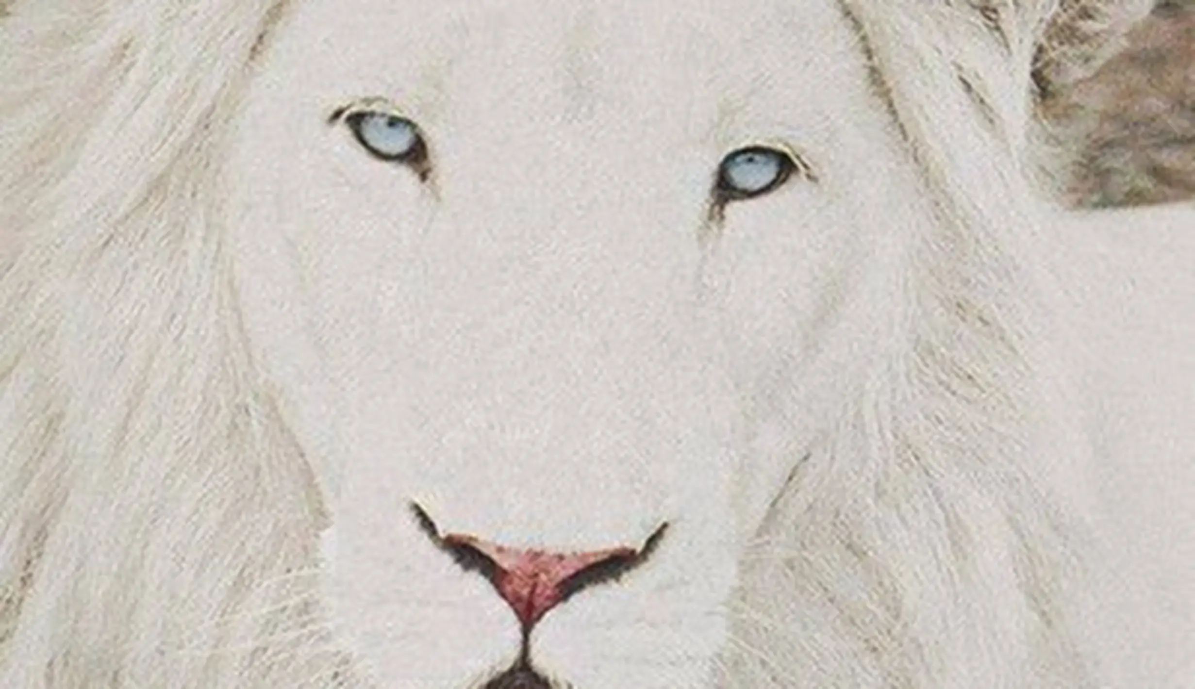 8 Potret Singa Putih Yang Menggemaskan Dan Penuh Pesona - Photo Fimela.com